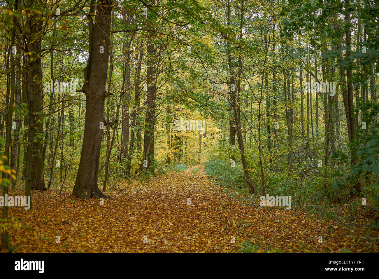 Central European deciduous forest in autumn Stock Photo - Alamy