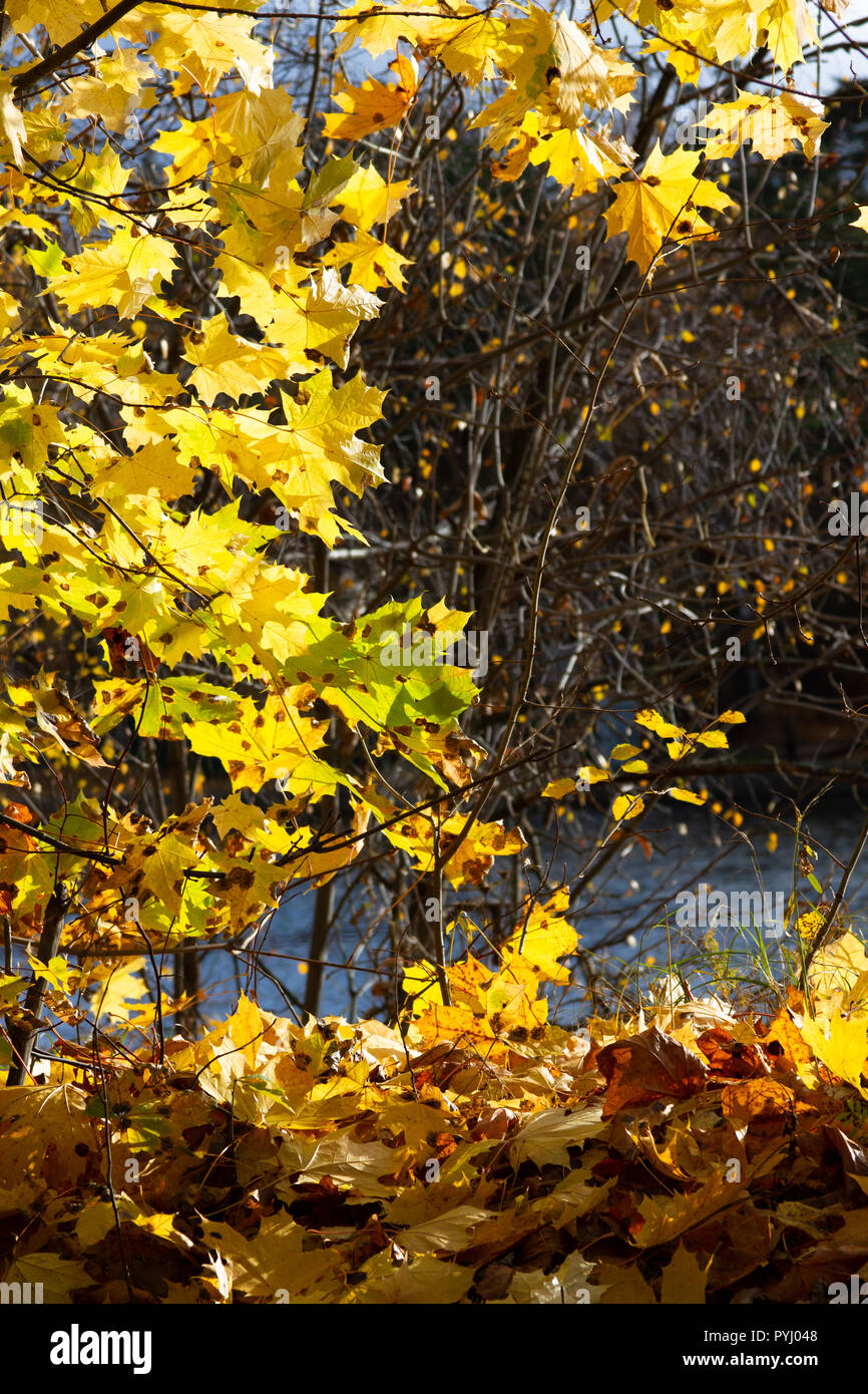 autumn maple leaves background, sunlight. Park or forest. Natural ...