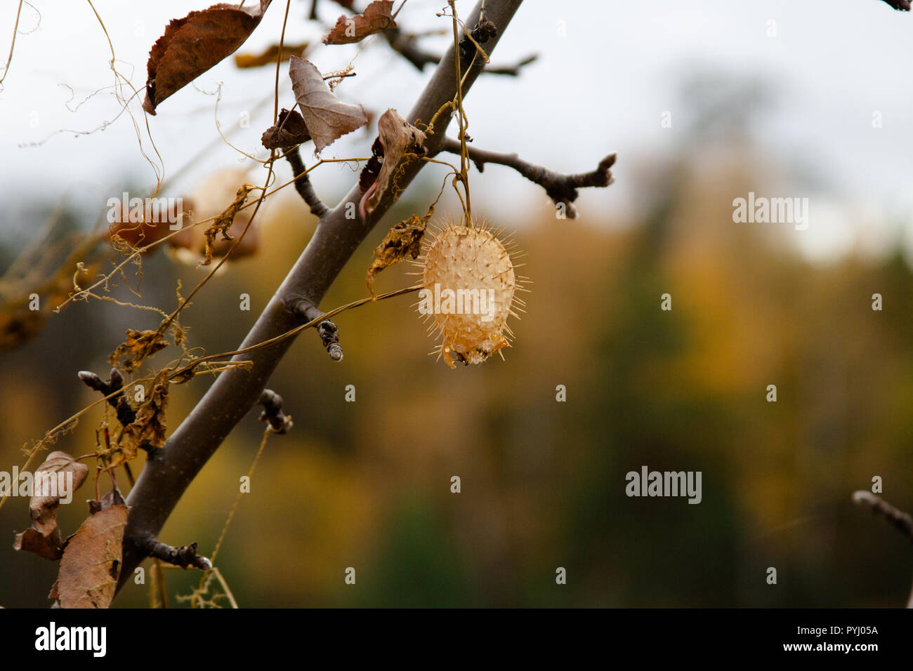 prickly fruit of wild vines, plants and trees. Autumn background Stock ...