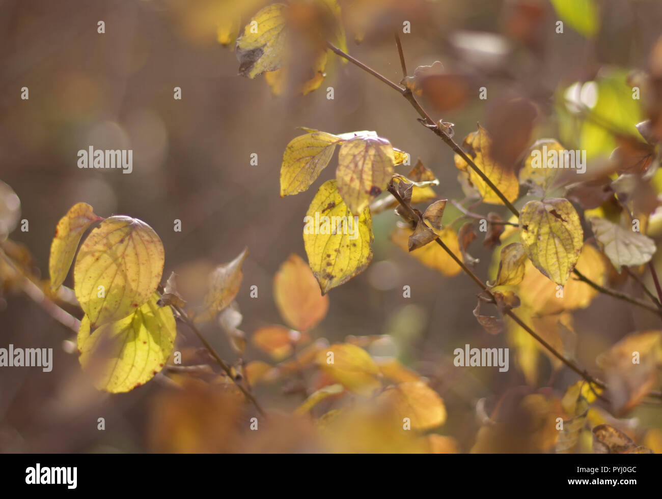 Yellow autumn leaves Stock Photo - Alamy