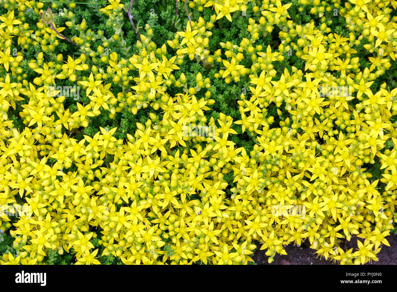 Floral flora hi-res stock photography and images - Alamy