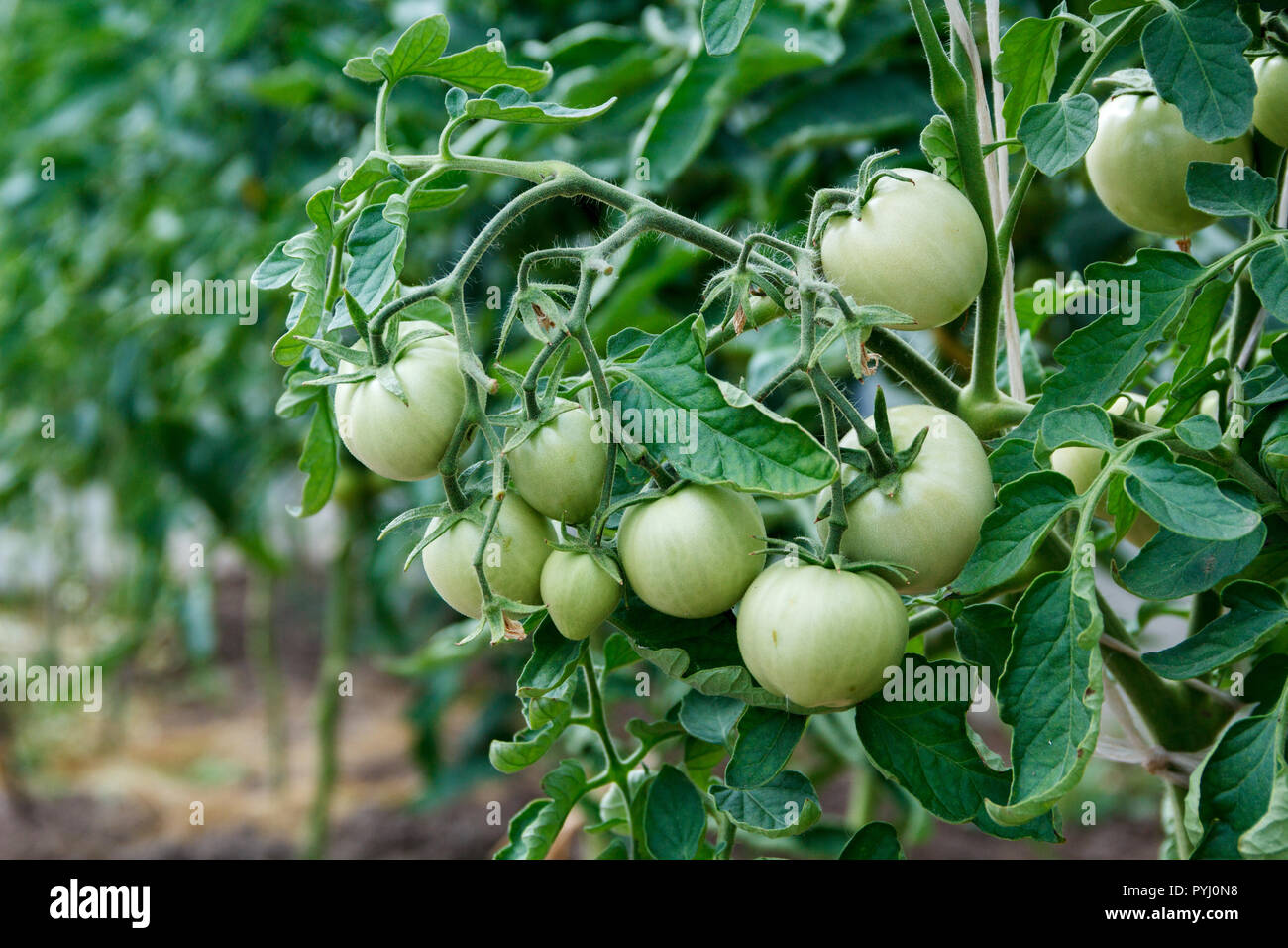 Bunch tomato hi-res stock photography and images - Alamy