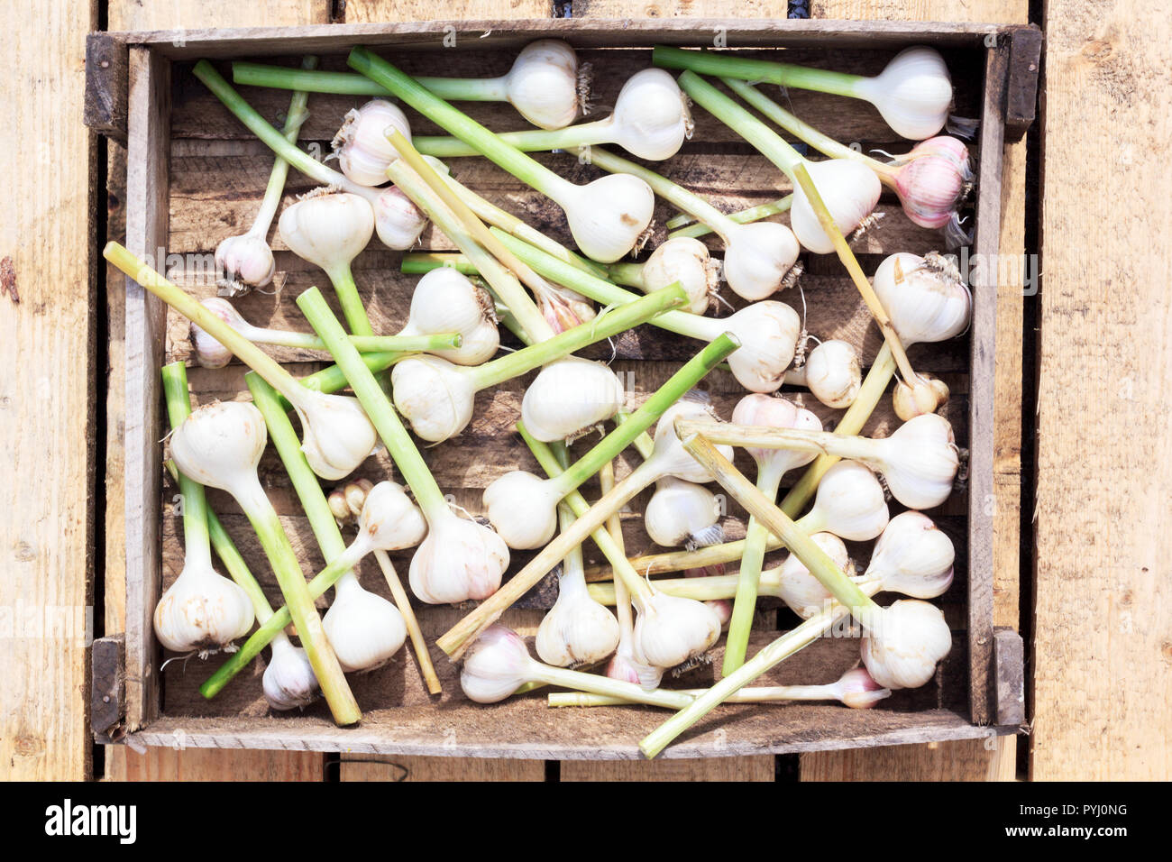 Garlic products hi-res stock photography and images - Alamy