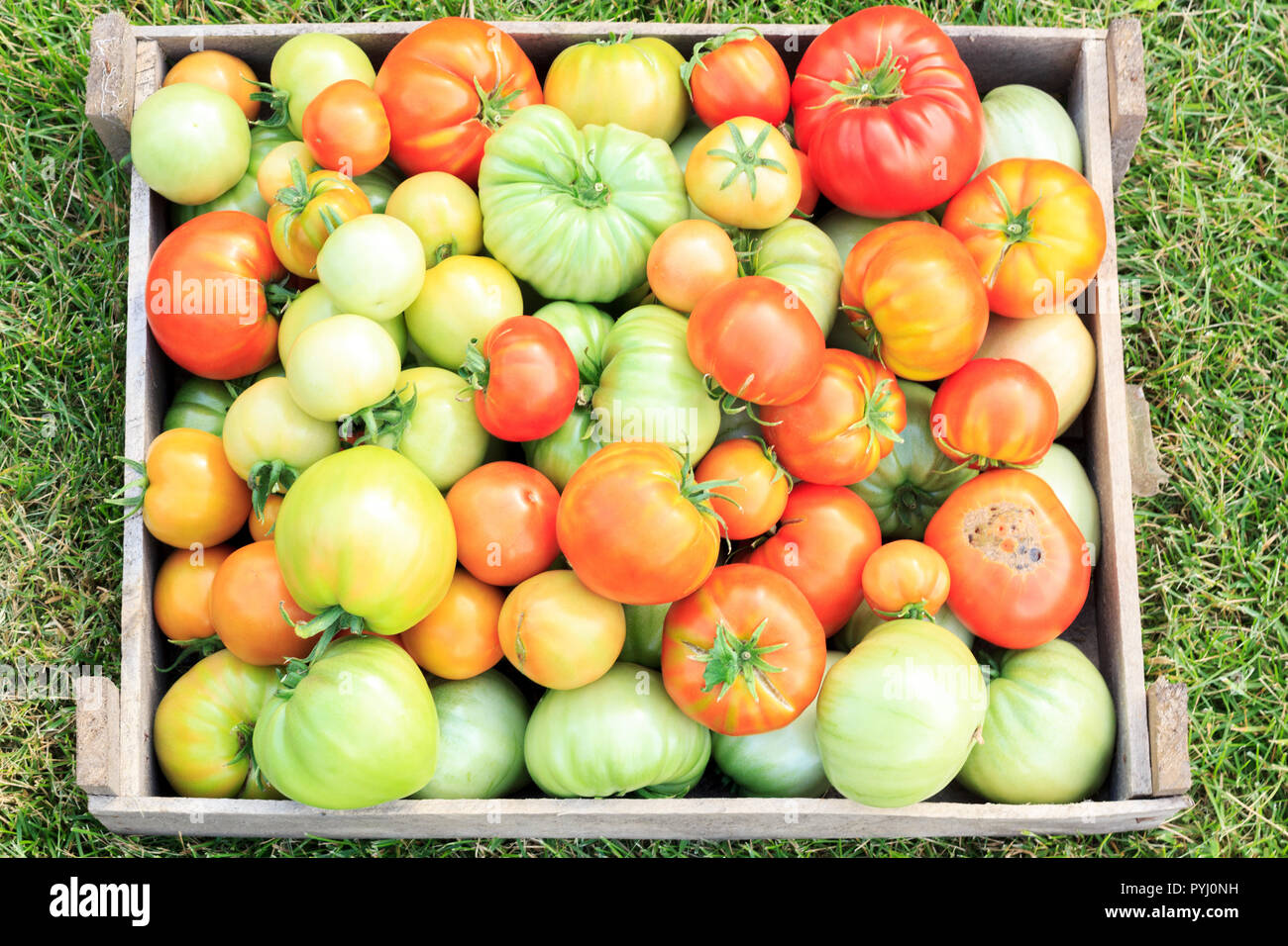 Green tomatoes wooden box hi-res stock photography and images - Alamy