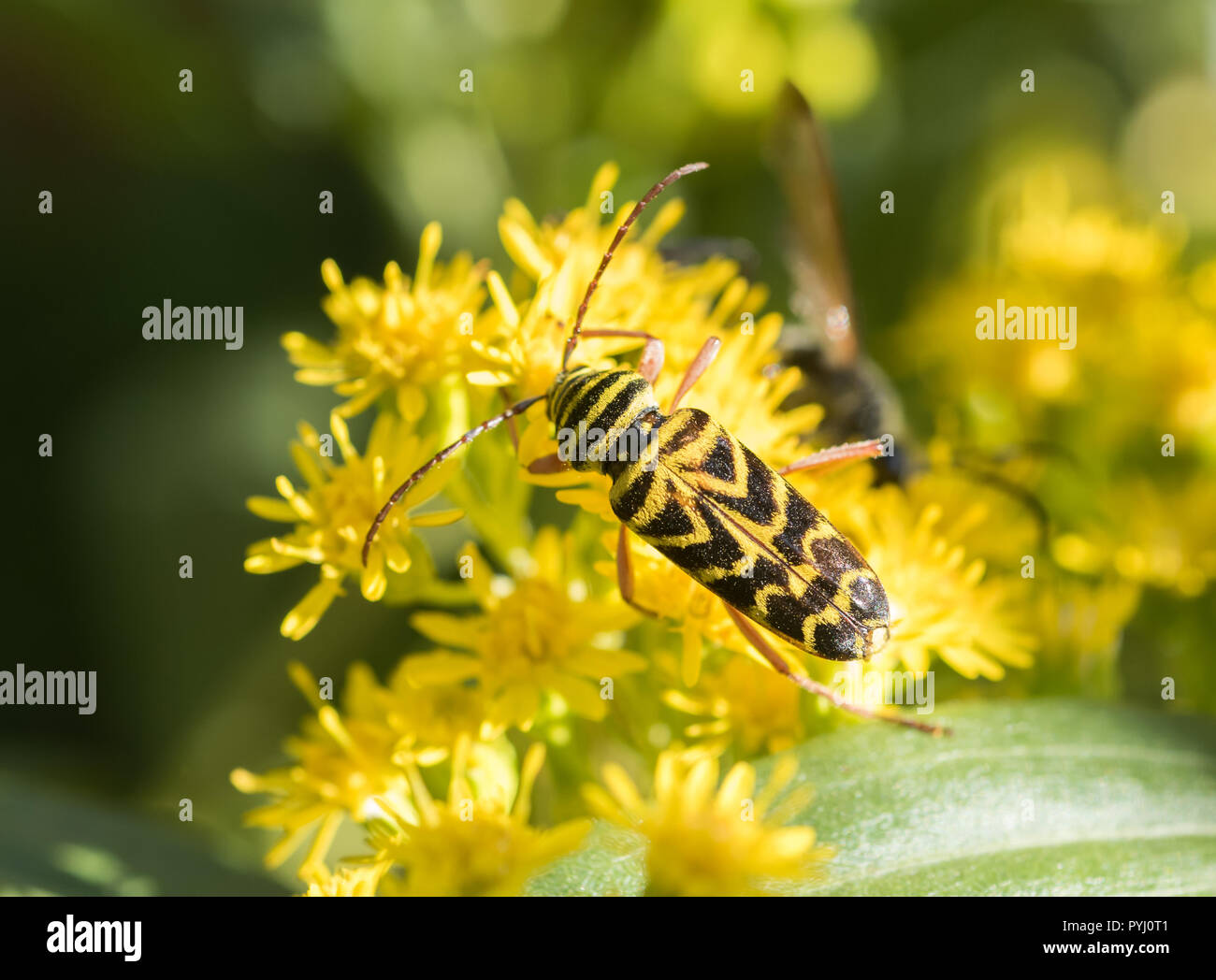 Borer beetle hi-res stock photography and images - Alamy
