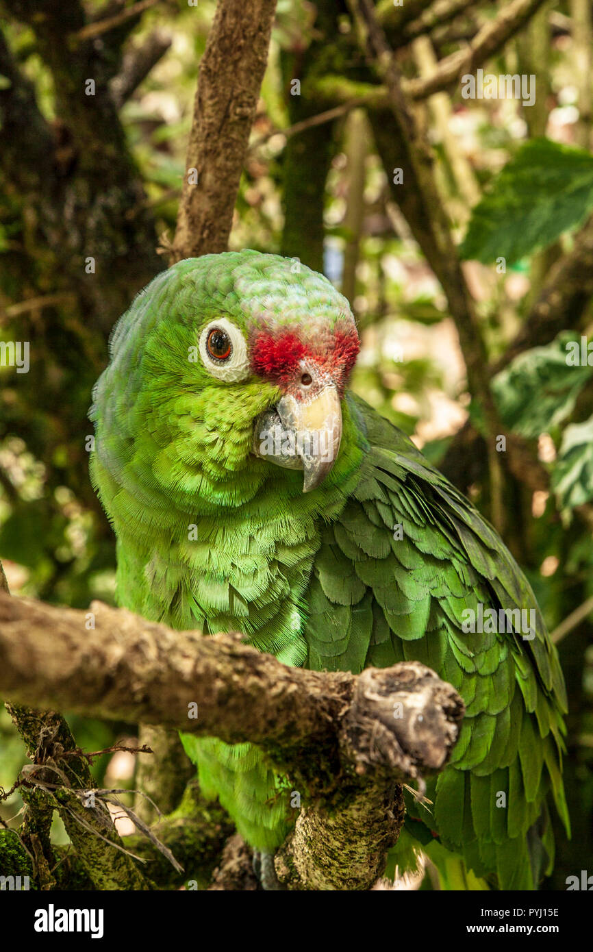 Green parrot sitting on a tree branch on the jungle Stock Photo - Alamy
