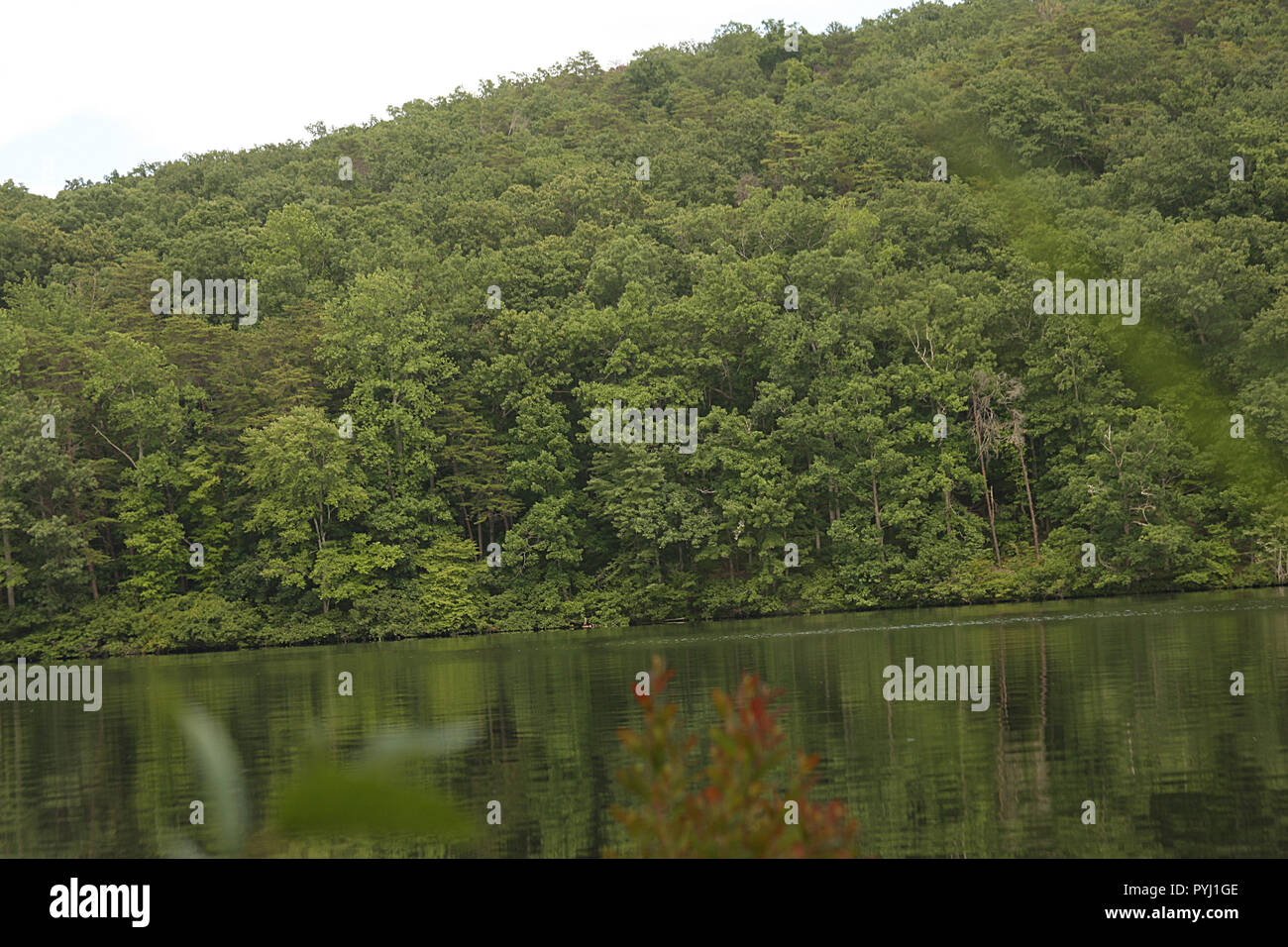 Deciduous trees virginia water hi-res stock photography and images - Alamy