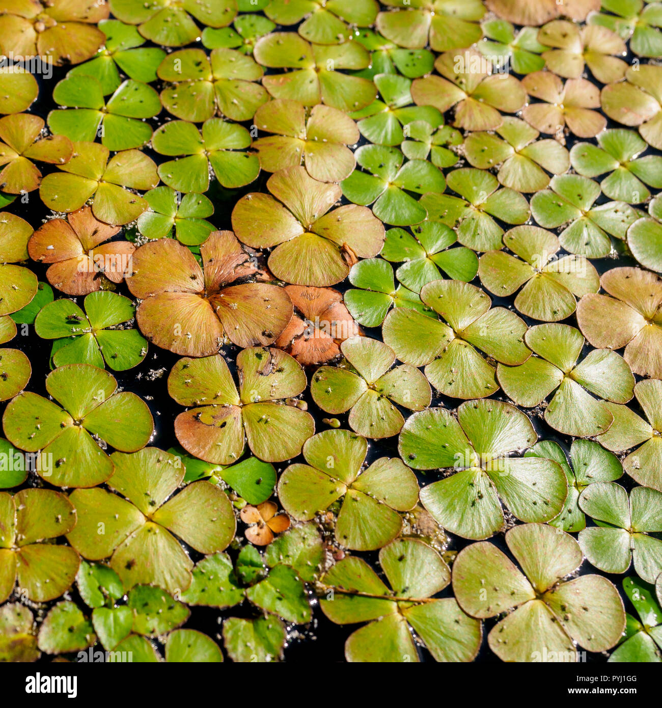Lesser duckweed hi-res stock photography and images - Alamy