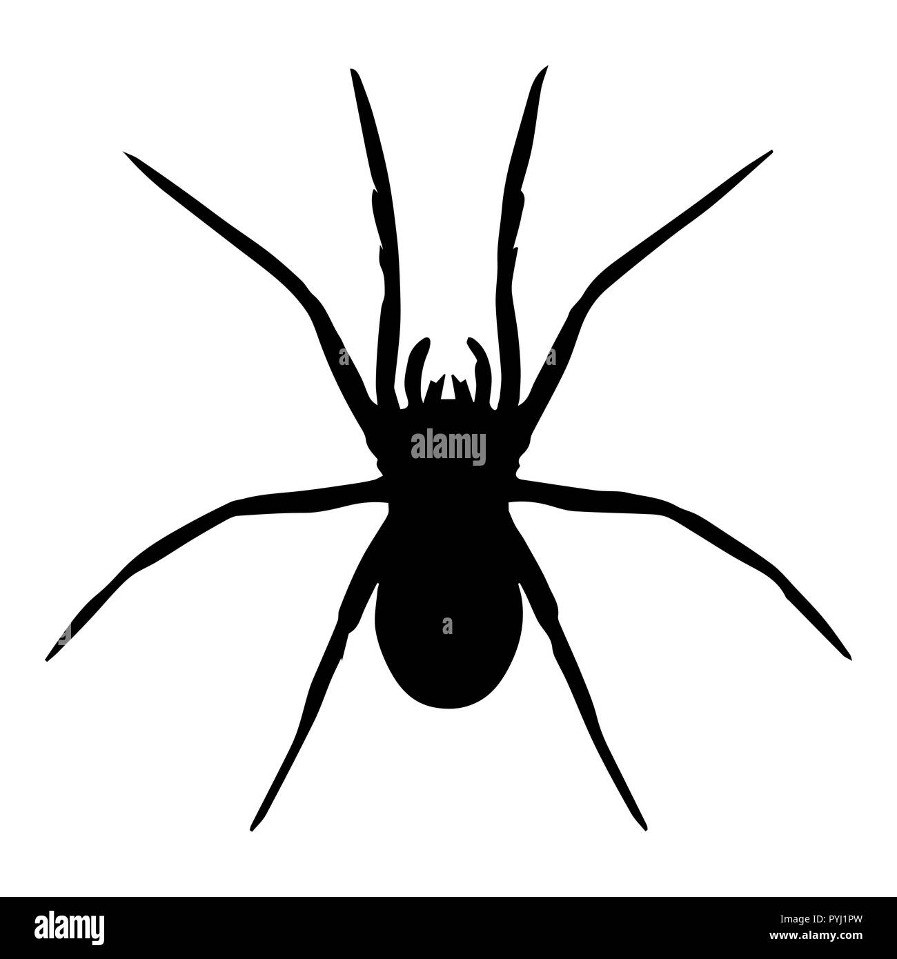 Spider vector isolated, illustraion for design Stock Vector Image & Art ...