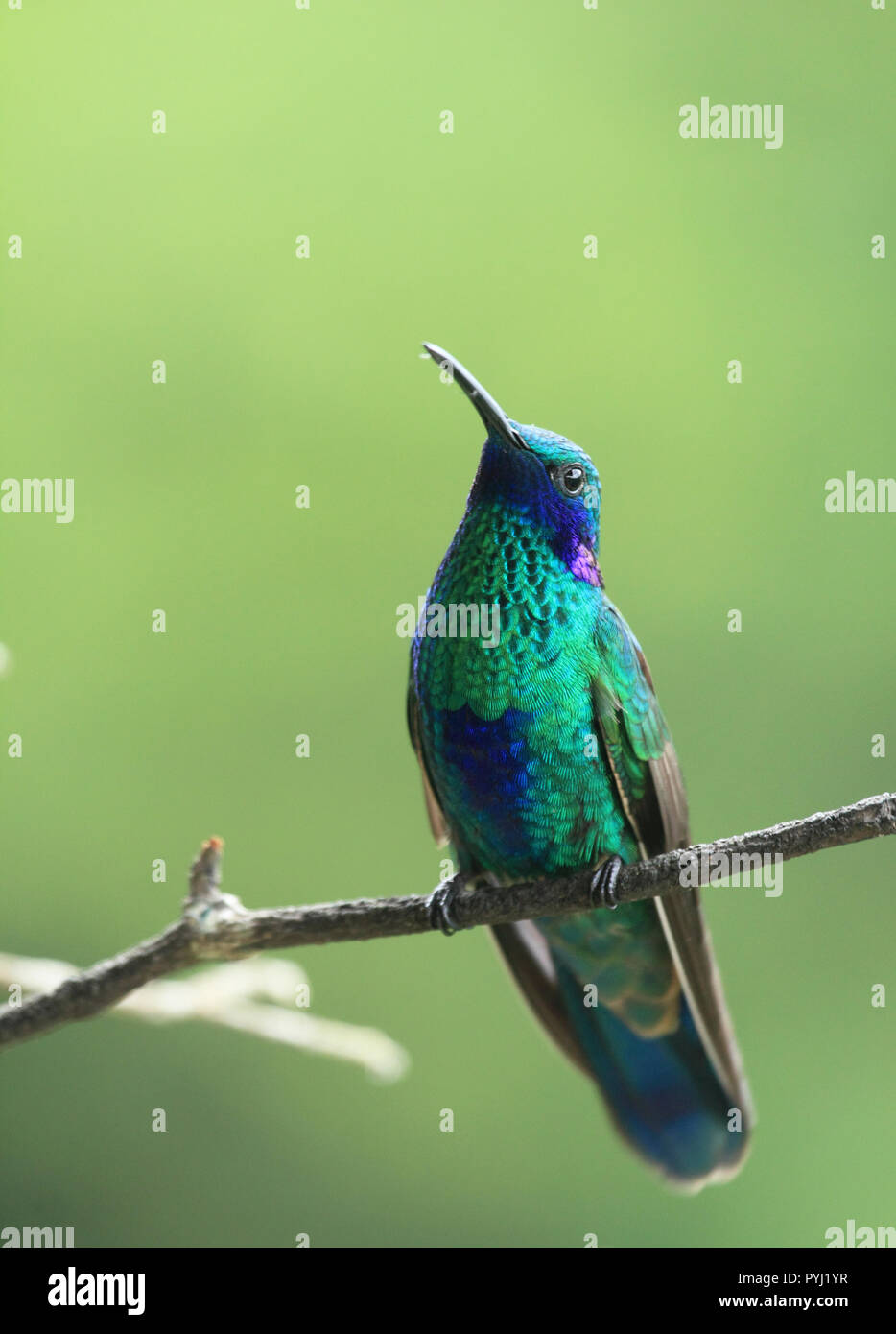 Amazing Colibri thalassinus (Mexican Violetear) perched in a branch in ...