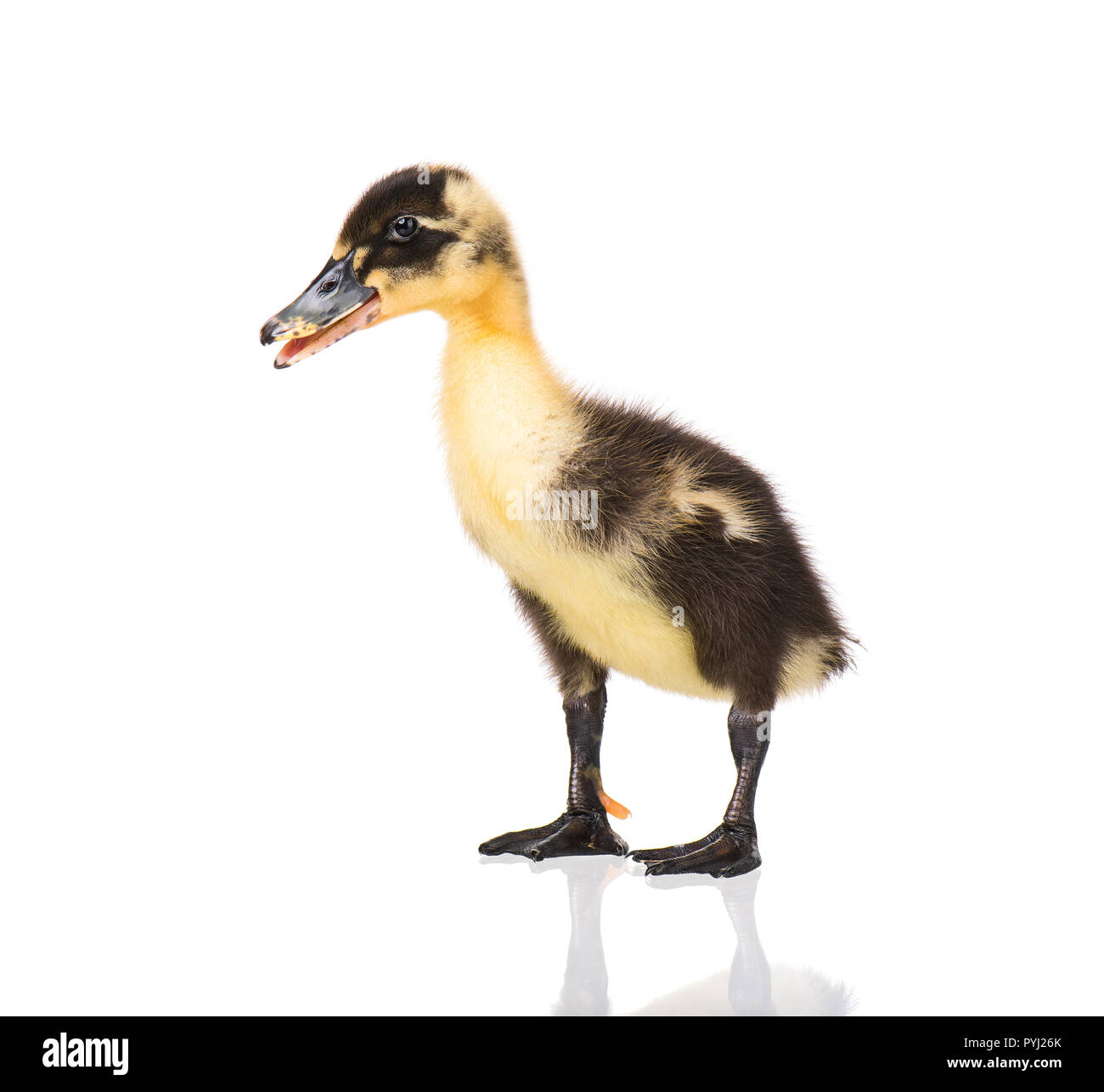 Cute newborn duckling Stock Photo - Alamy