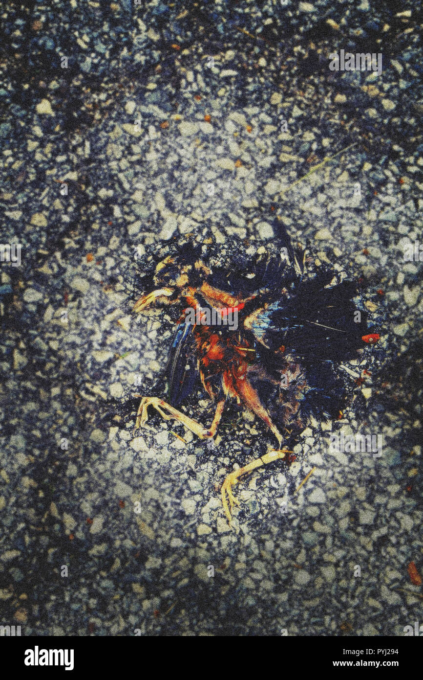 A dead bird crushed on the pavement of a city street, resembling a cave ...