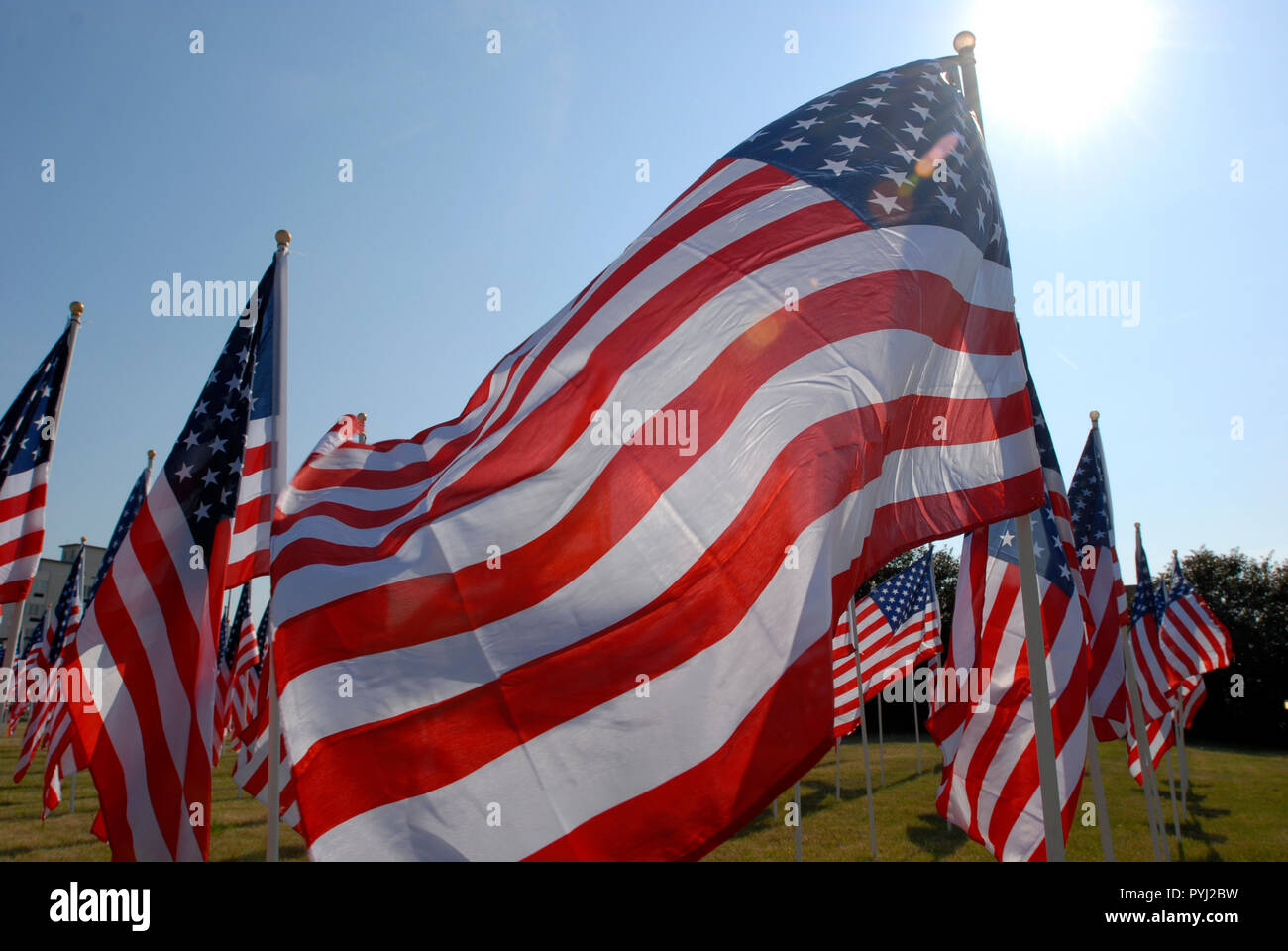 A field of American flags Stock Photo - Alamy