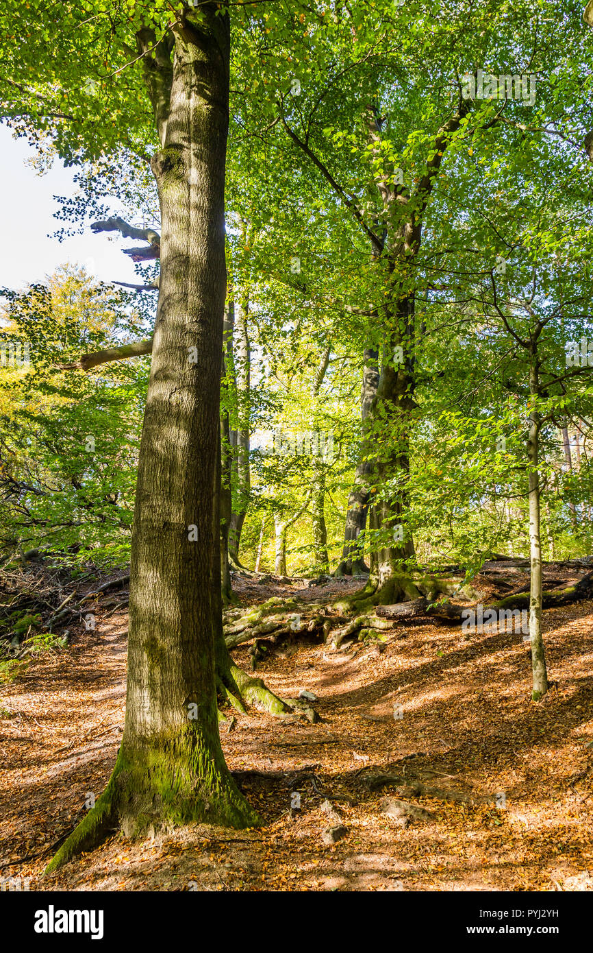 Autumn in National Park Netherlands Stock Photo - Alamy
