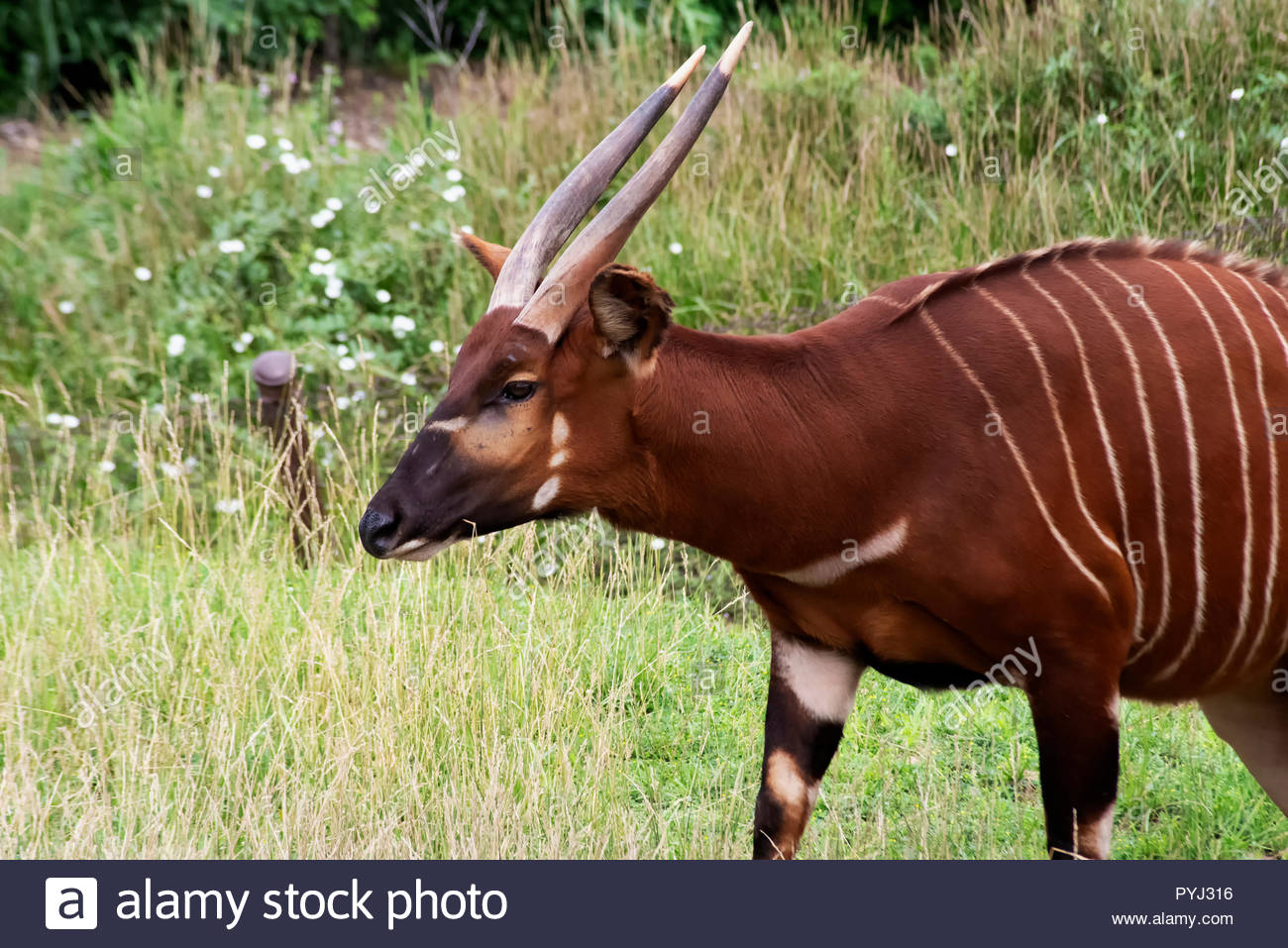 African Forest Antelope Stock Photos & African Forest Antelope Stock ...