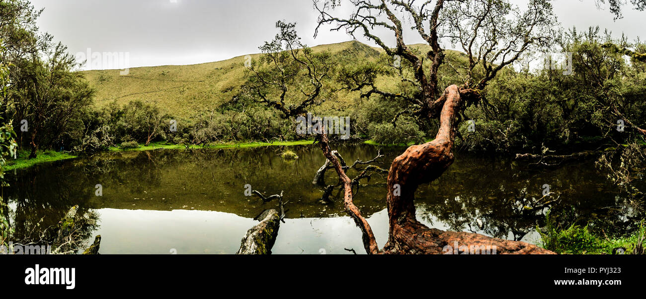 Polylepis Tree High Resolution Stock Photography and Images - Alamy