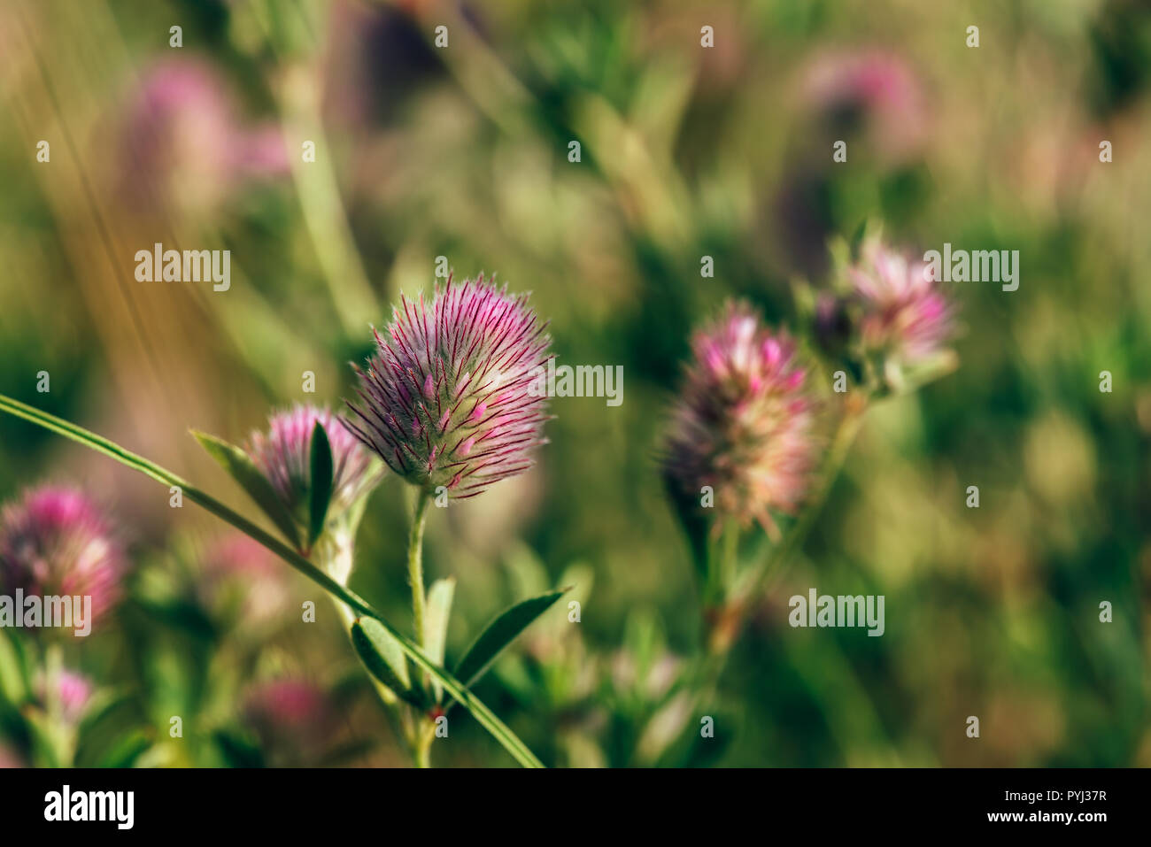 Fluffy Flower of Hare's-foot Clover on Blurred Background Stock Photo ...