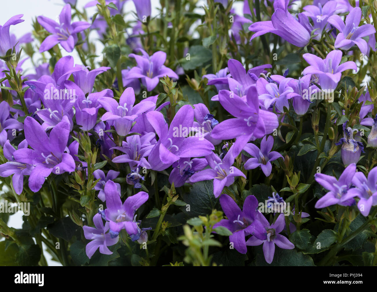 Beautiful vivid purple spring flower bush Dalmatian bellflower ...