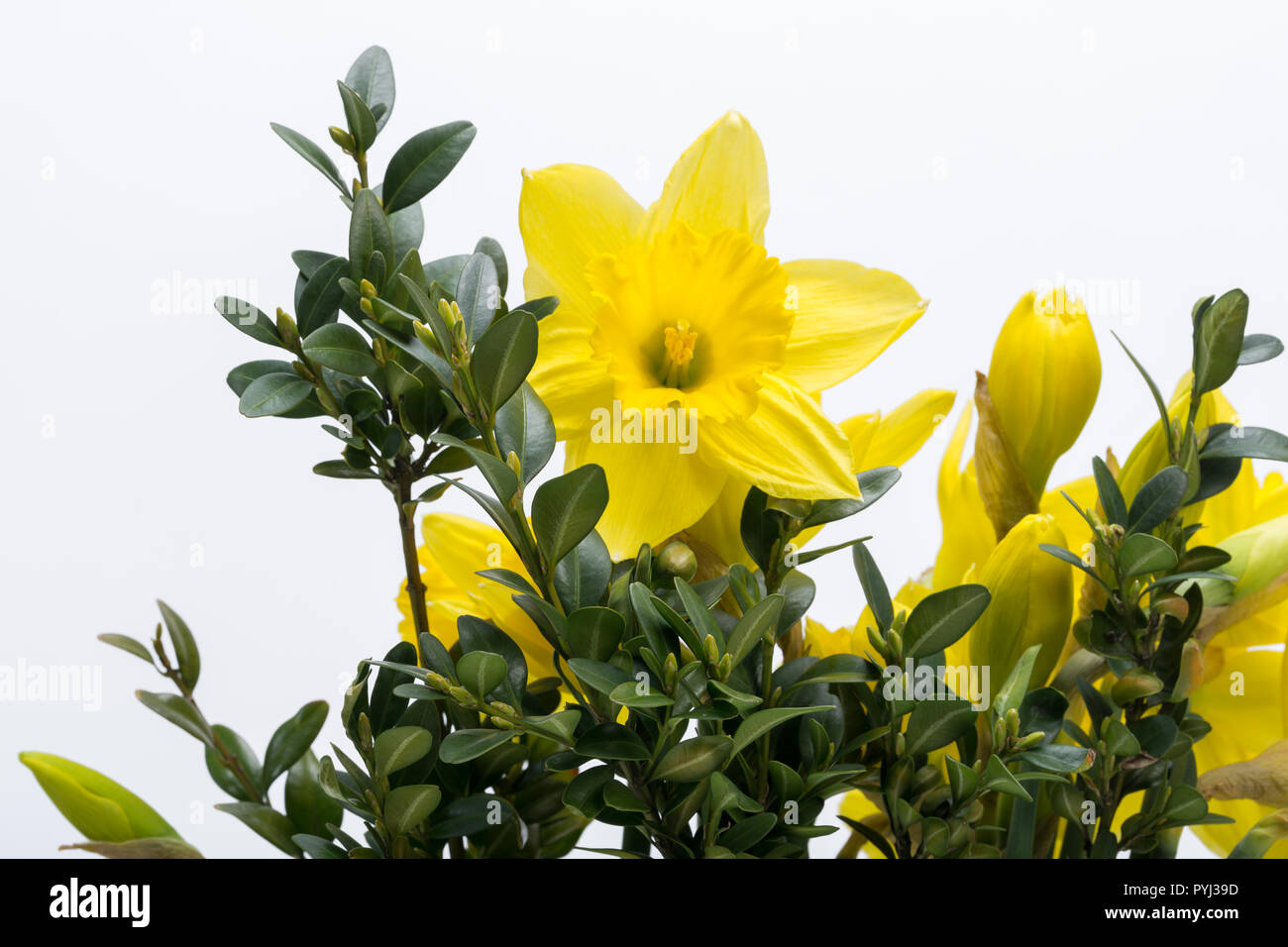 Yellow jonquil flowers isolated on white background Stock Photo - Alamy