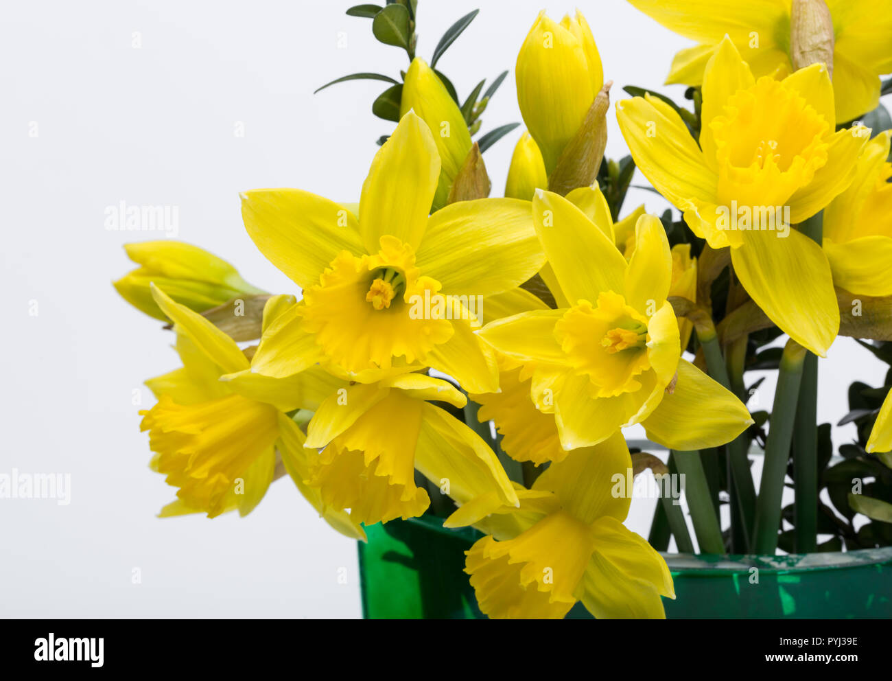Yellow jonquil flowers isolated on white background Stock Photo - Alamy