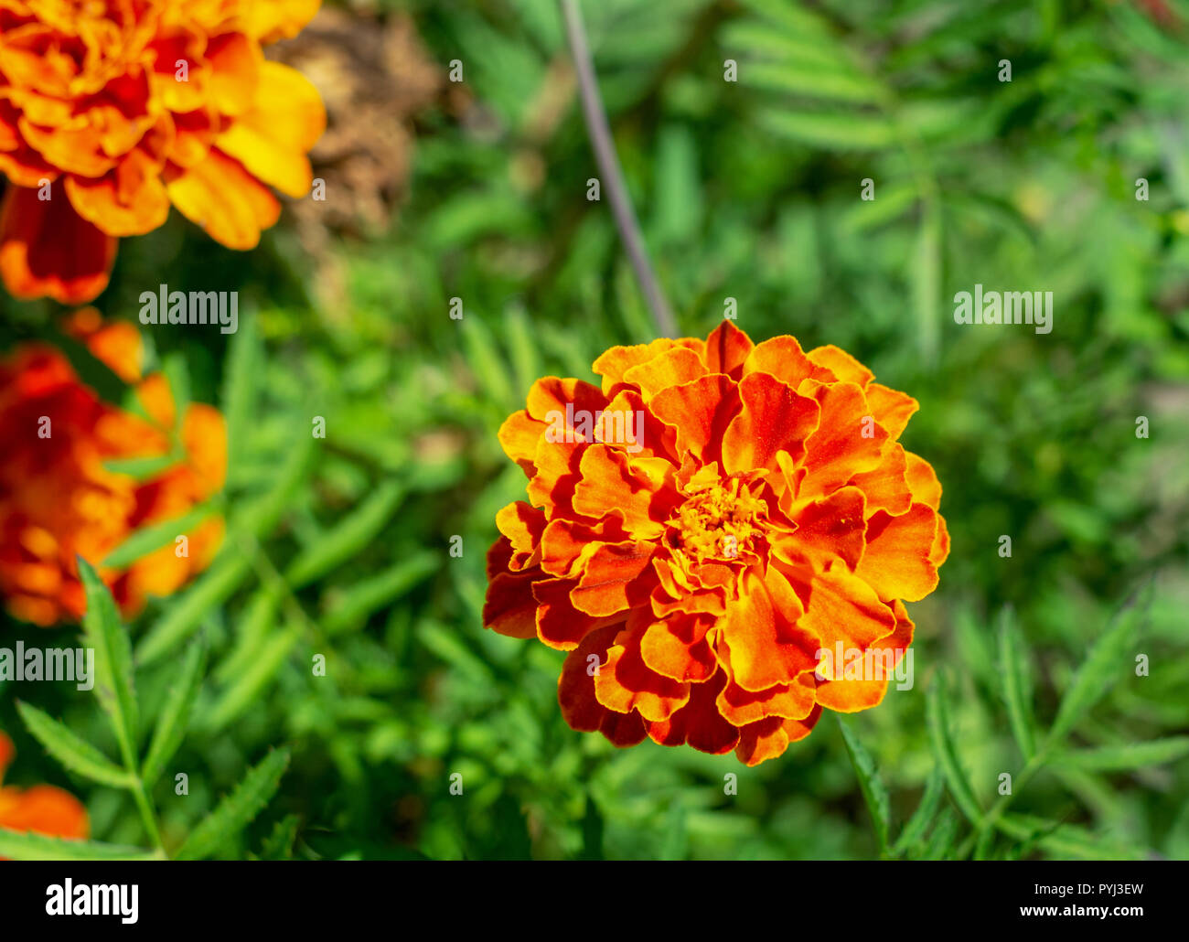 Yellow marigolds in the Park day Stock Photo - Alamy
