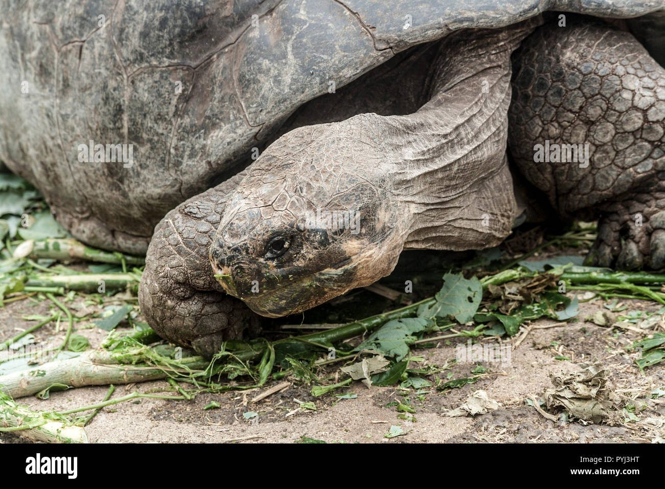 Lonesome george hi-res stock photography and images - Alamy