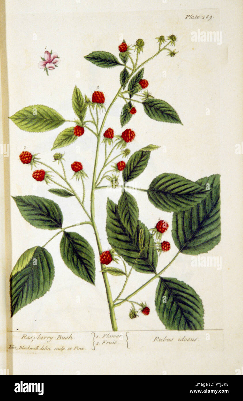 Raspberry Plant Drawing