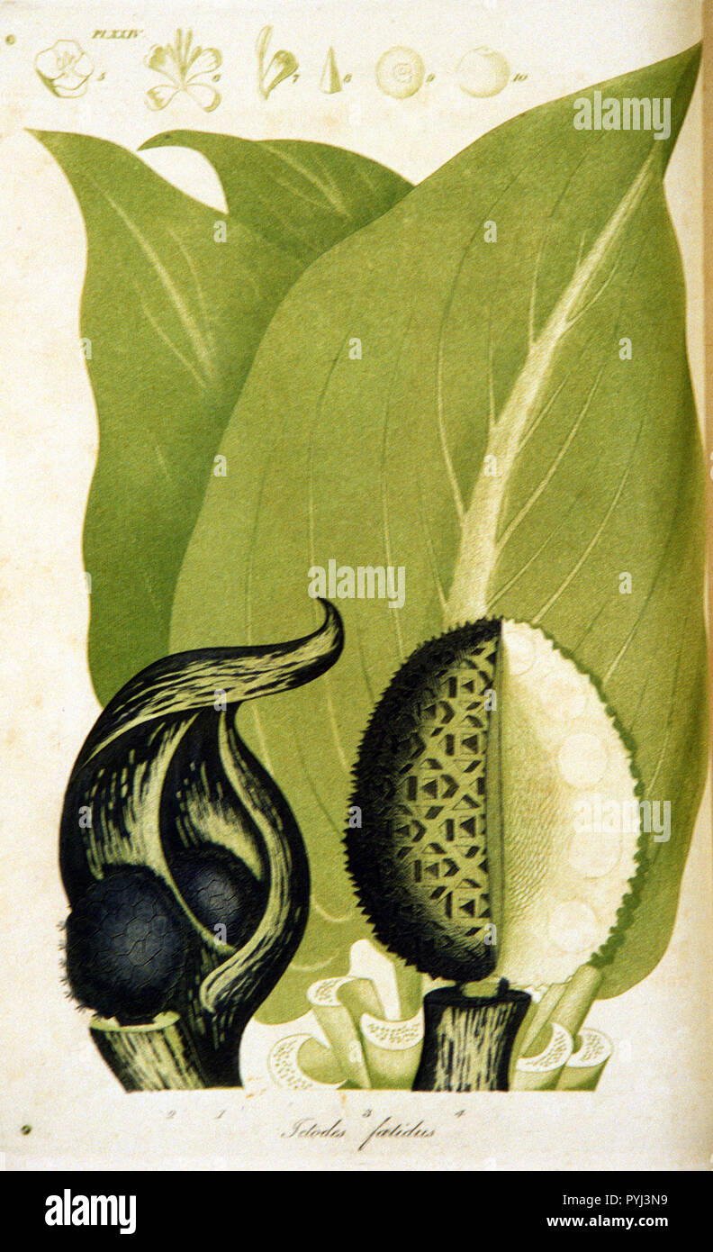 Cabbage illustrations hi-res stock photography and images - Alamy