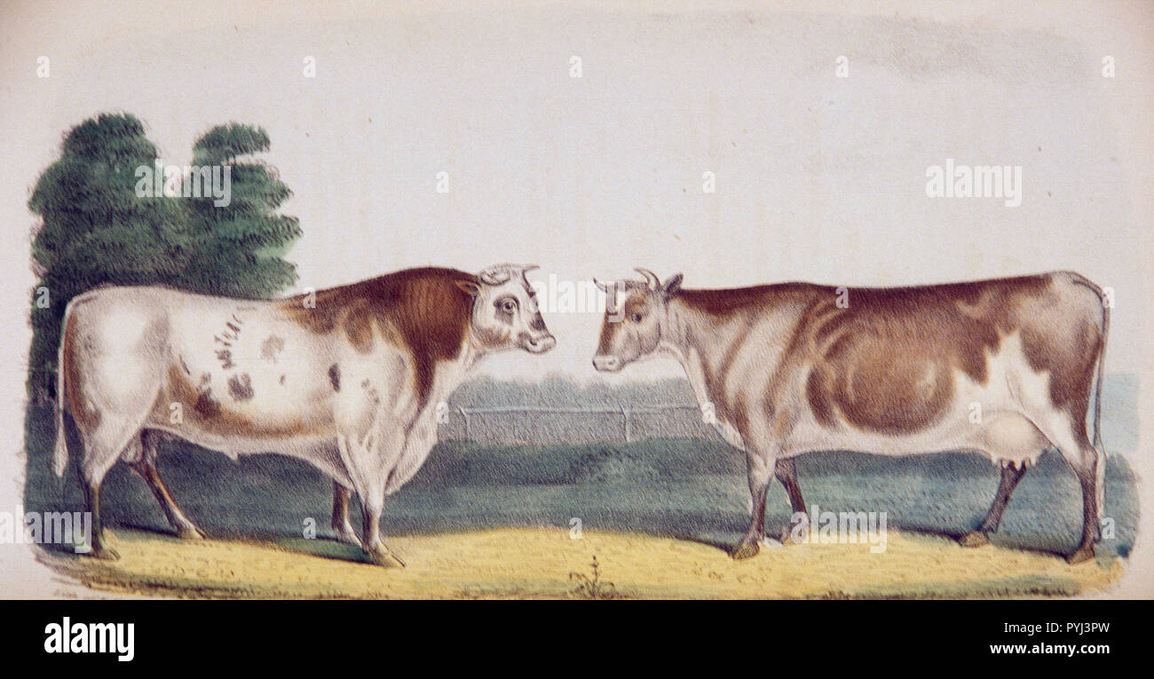 Ox and cow in profile in a land enclosure Stock Photo - Alamy