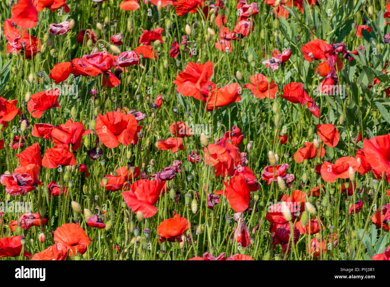 beautiful bright red poppies in a poppy field in the summer Stock Photo ...