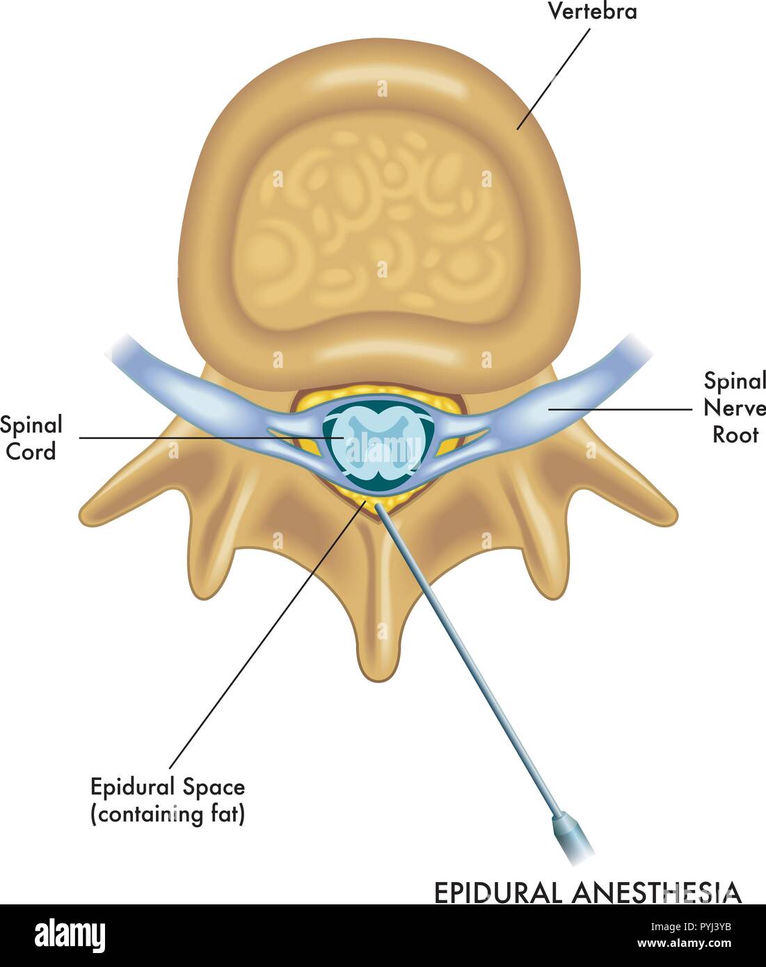 Epidural space hi-res stock photography and images - Alamy