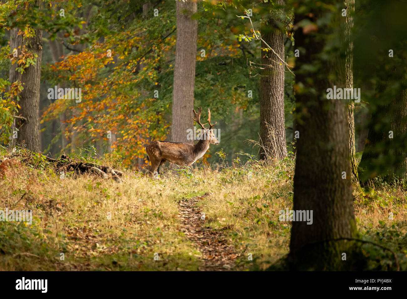 Beautiful buck hi-res stock photography and images - Alamy