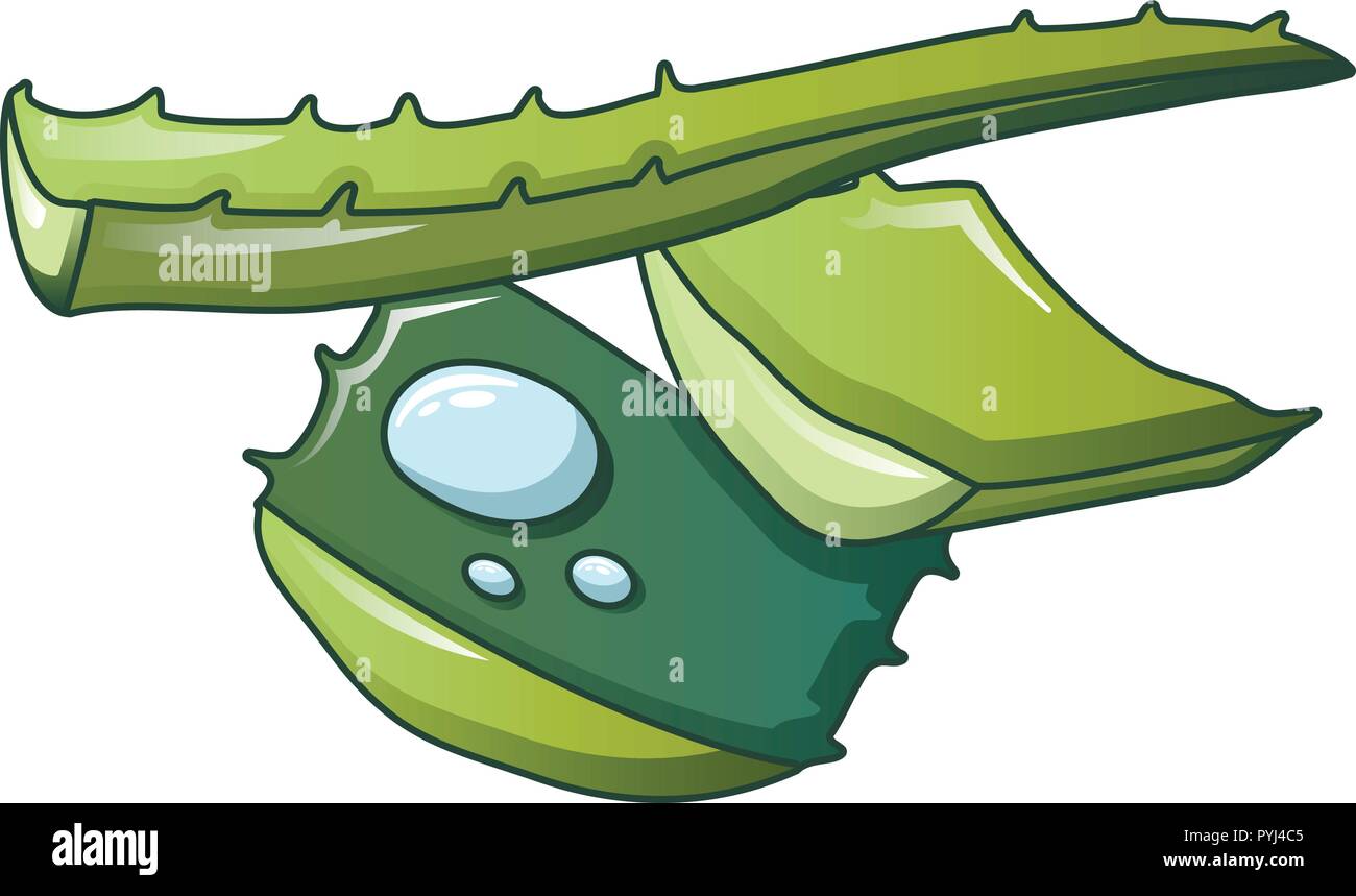 Leaf of aloe icon, cartoon style Stock Vector Image & Art - Alamy