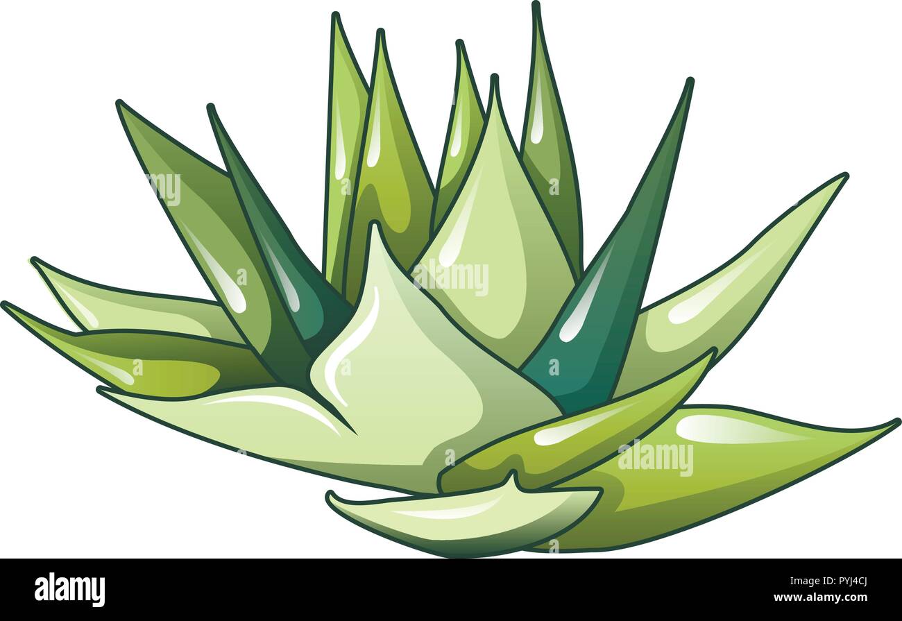 Aloe vera plant icon, cartoon style Stock Vector Image & Art - Alamy