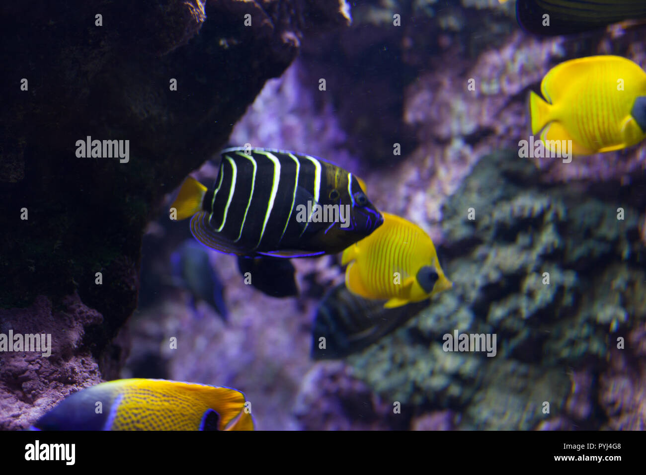 Marine life under fish farm hi-res stock photography and images - Alamy