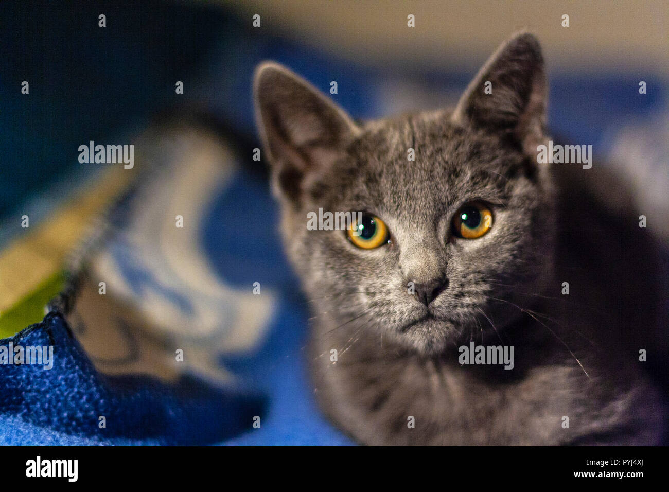 Questioning Cat High Resolution Stock Photography and Images - Alamy