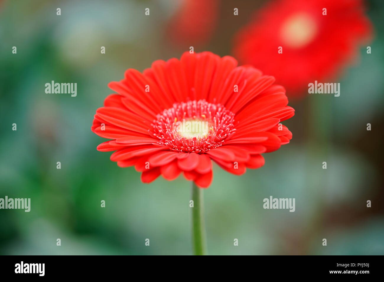 Gerbera Jamesonii, or vulgarly known as gerbera or African daisy Stock ...