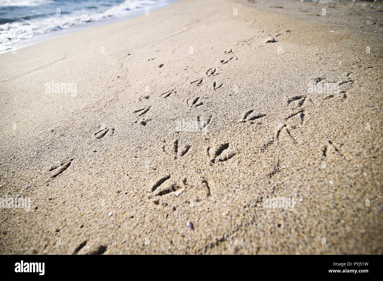 Animal tracks on a beach hi-res stock photography and images - Alamy