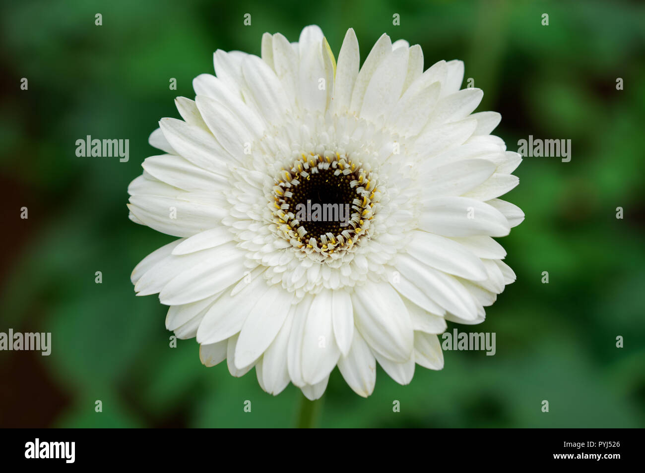 Gerbera Jamesonii, or vulgarly known as gerbera or African daisy Stock ...