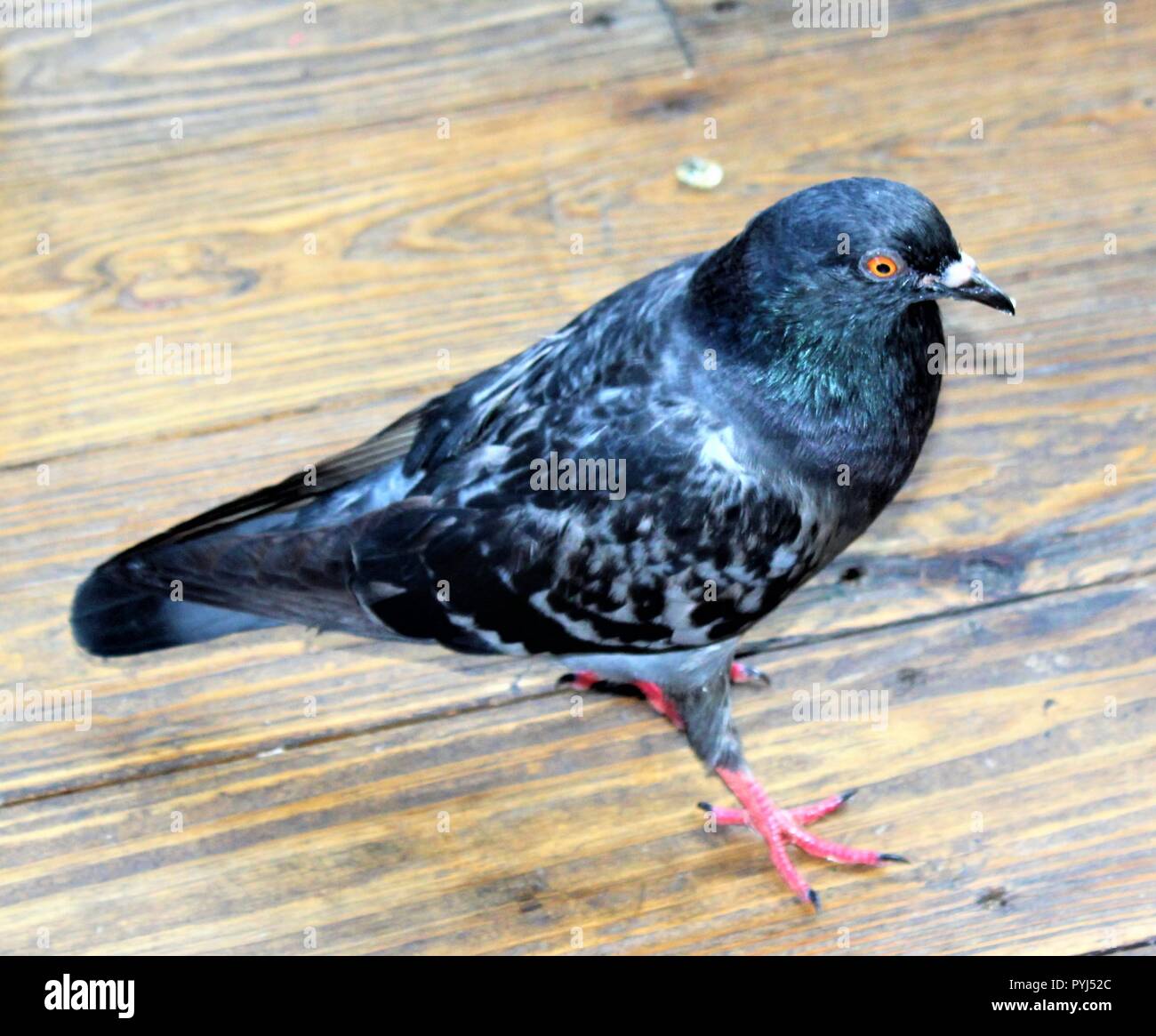 Pretty pigeon hi-res stock photography and images - Alamy
