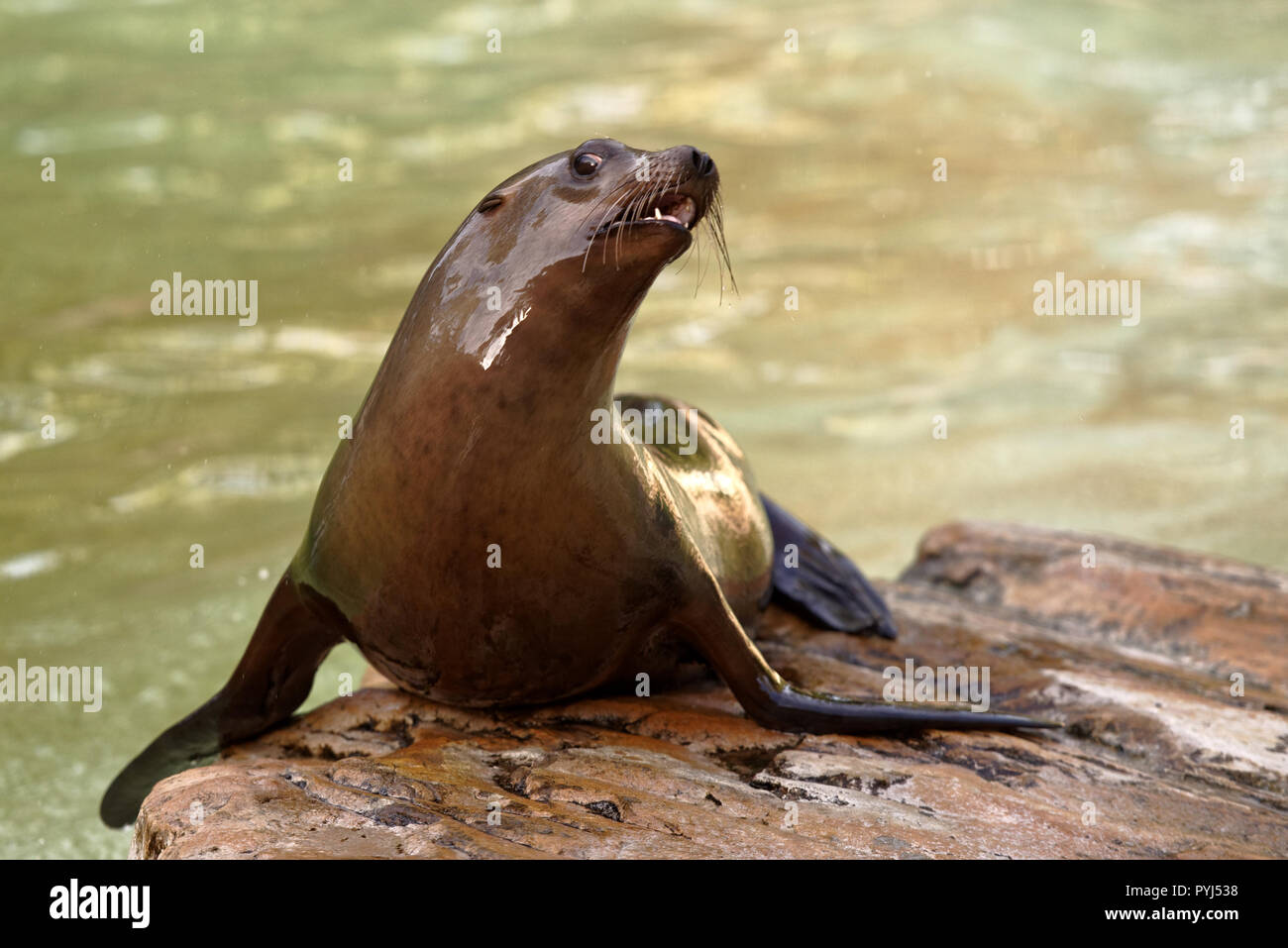 Seal on a stone hi-res stock photography and images - Alamy