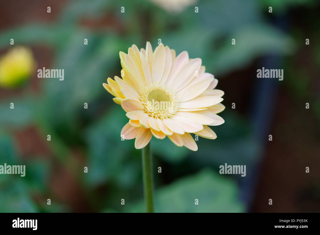 Gerbera Jamesonii, or vulgarly known as gerbera or African daisy Stock ...