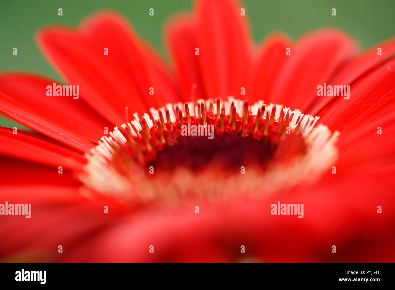 Gerbera Jamesonii, or vulgarly known as gerbera or African daisy Stock ...