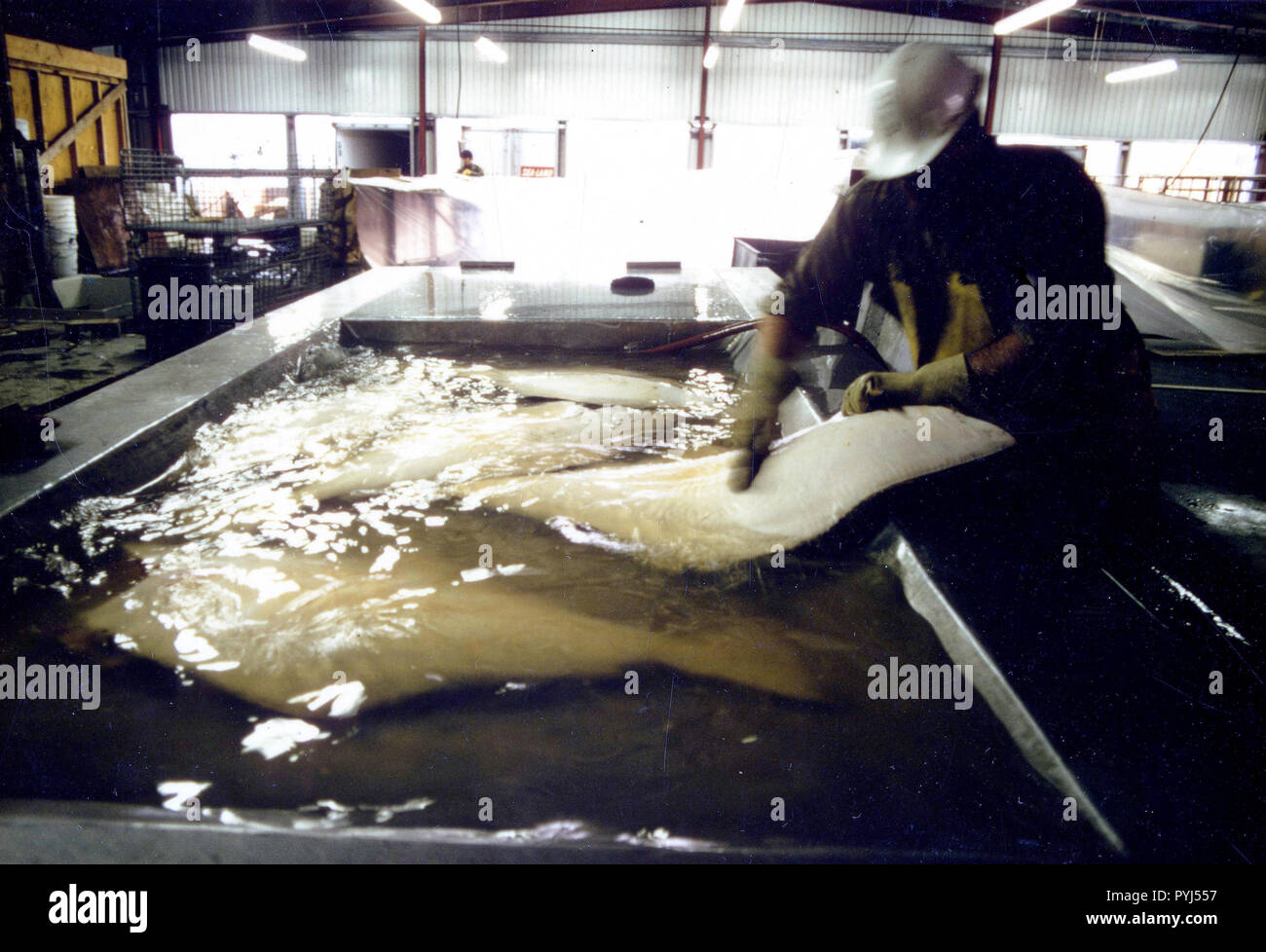 Seward alaska halibut hi-res stock photography and images - Alamy