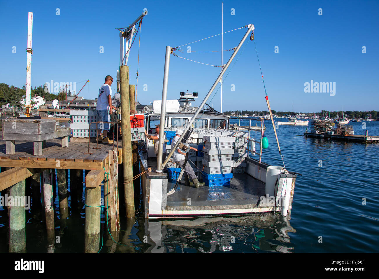 Man with lobsters hi-res stock photography and images - Alamy