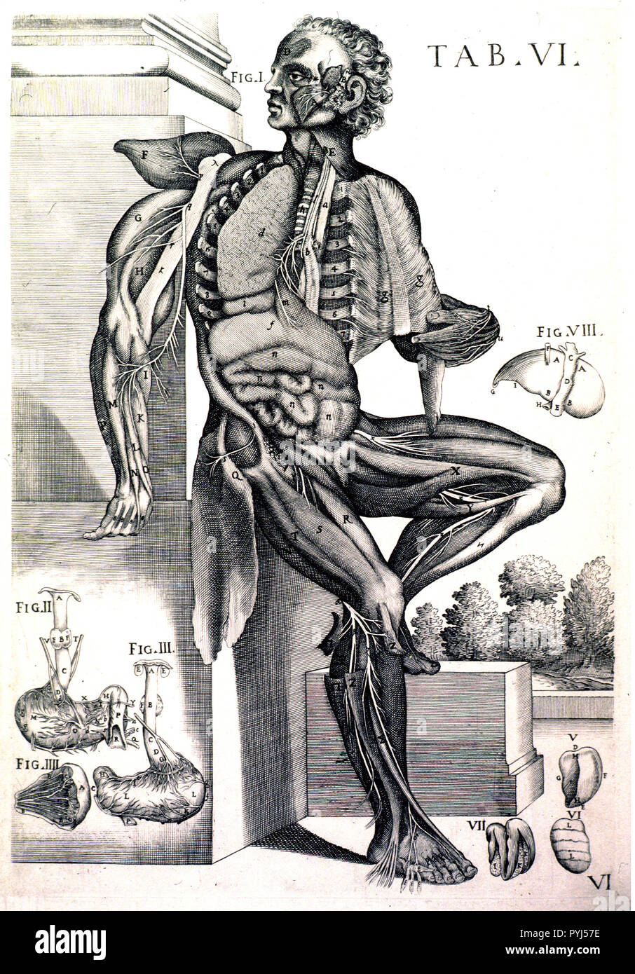 Body frontal anatomy hi-res stock photography and images - Alamy