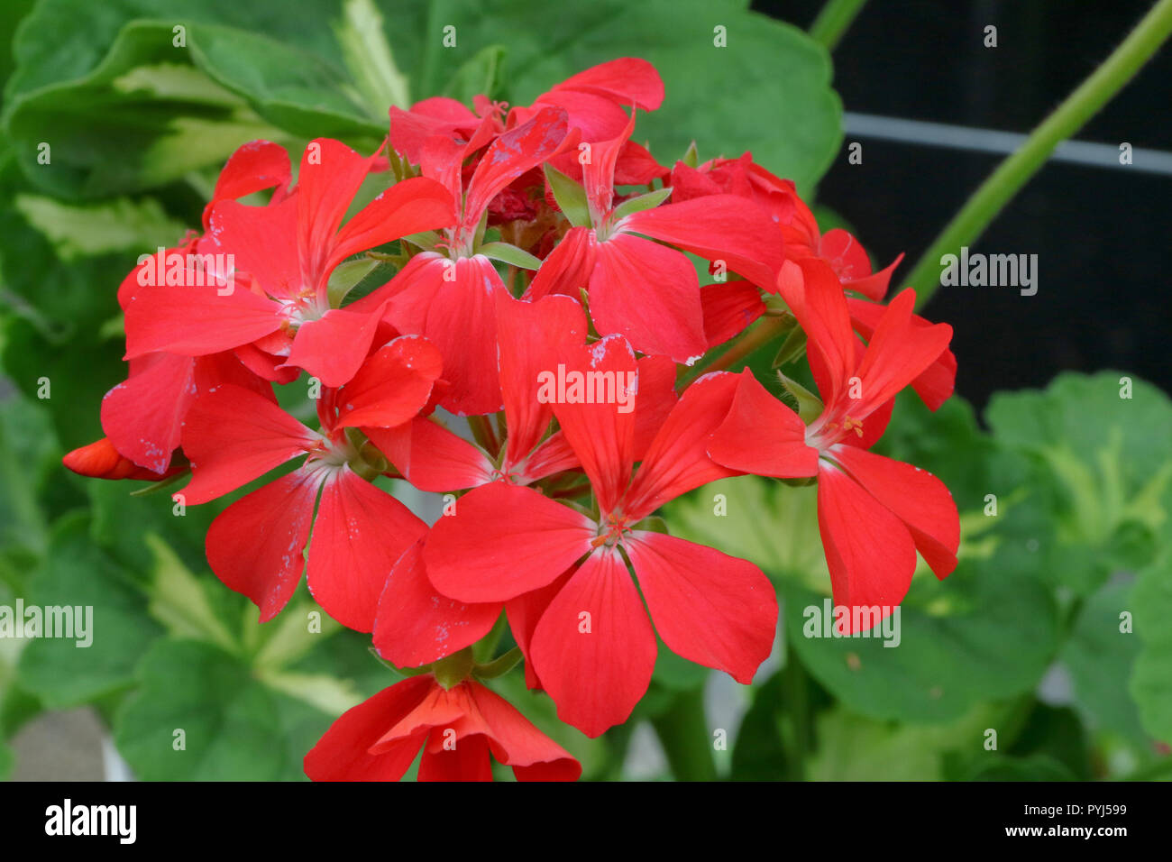 Geranium thought hi-res stock photography and images - Alamy
