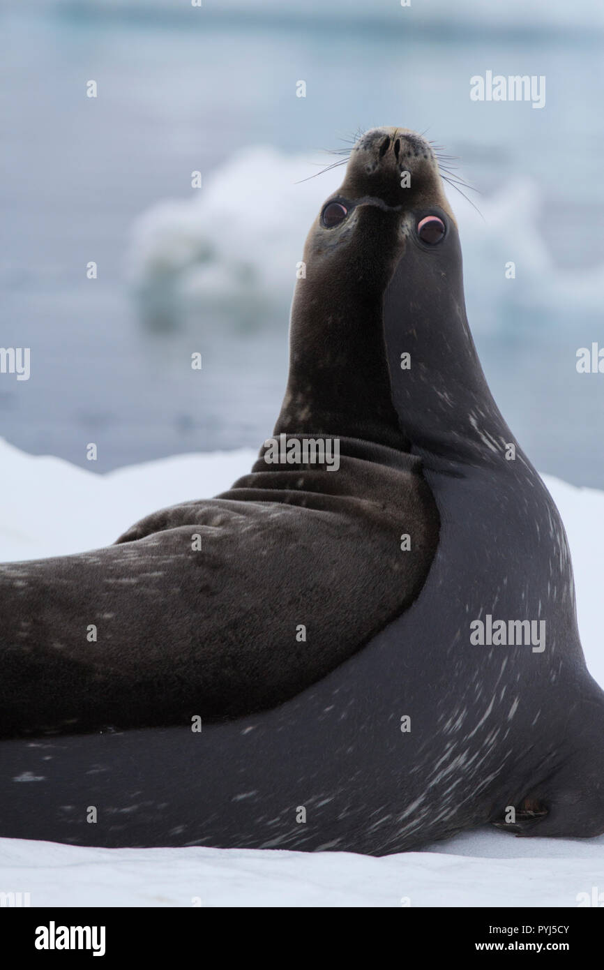 Weddel Seal, Antarctica Stock Photo - Alamy