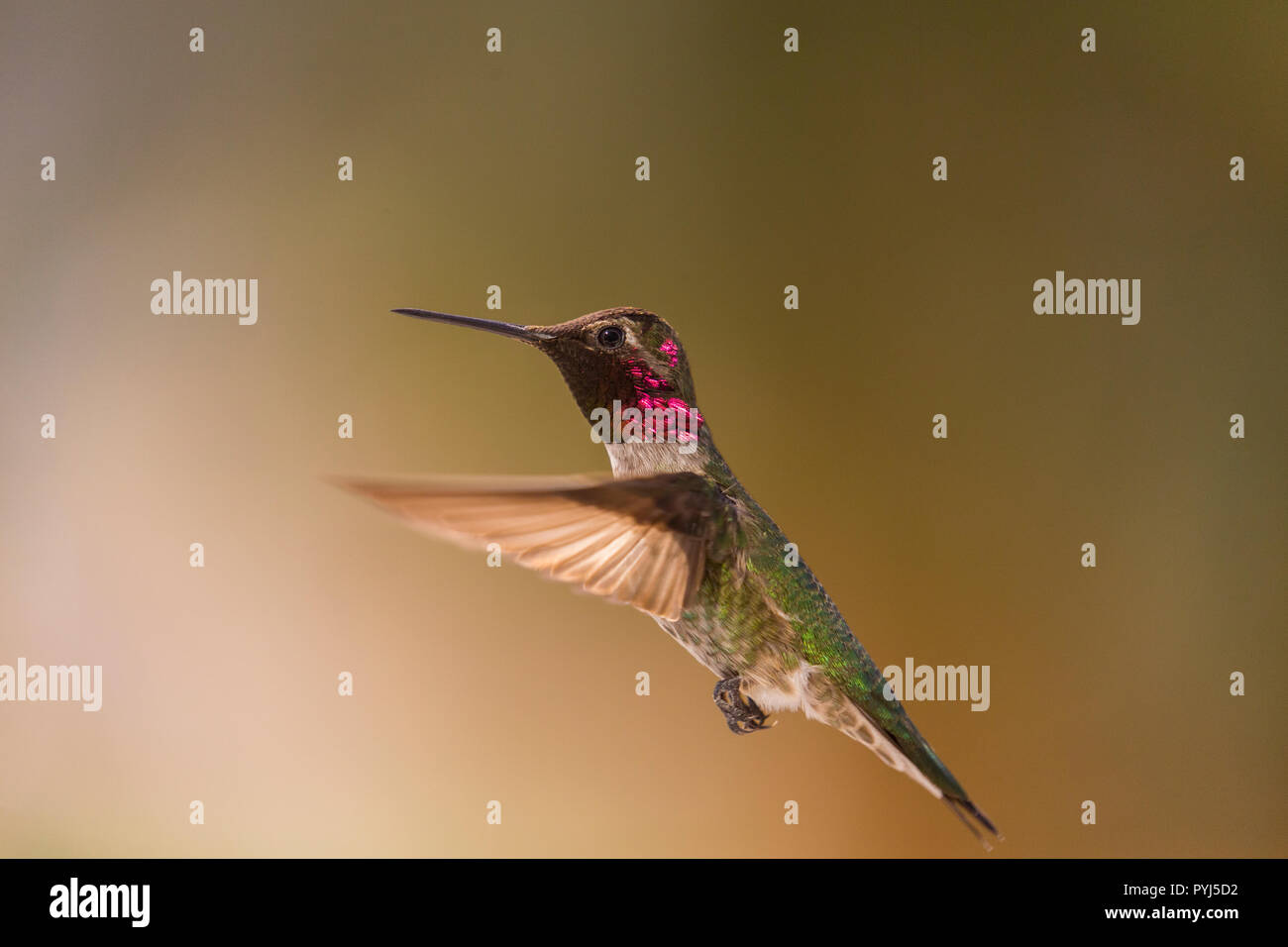 Anna's Hummingbird, Anza-Borrego Desert State Park, California Stock ...