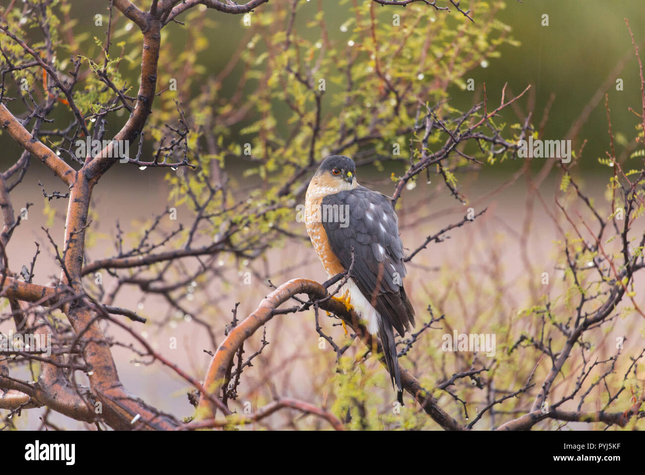 Sharp-shinned Hawk, McDowell Mountain Regional Park, Near Fountain ...